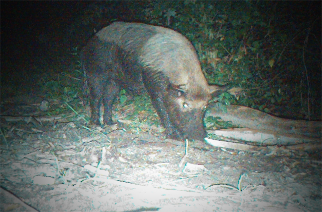 Another Big Wild South Georgia Hog, Georgia | Hunting
