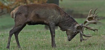 Huge Red Stag with Dark Rack, Argentina | HuntDrop